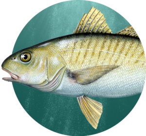 Atlantic Croaker - Atlantic States Marine Fisheries Commission