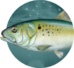 Atlantic Menhaden - Atlantic States Marine Fisheries Commission