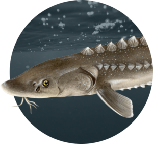 Atlantic Sturgeon Species Management Overview - Atlantic States Marine ...