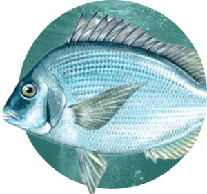 Scup Management Track Assessment — 2021 - Atlantic States Marine ...