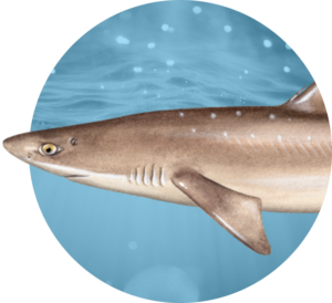 Managed Species - Atlantic States Marine Fisheries Commission