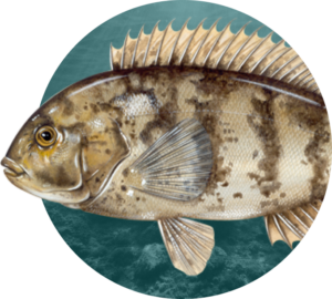 Tautog - Atlantic States Marine Fisheries Commission