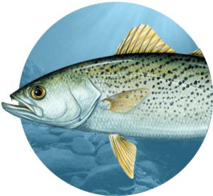 Weakfish - Atlantic States Marine Fisheries Commission