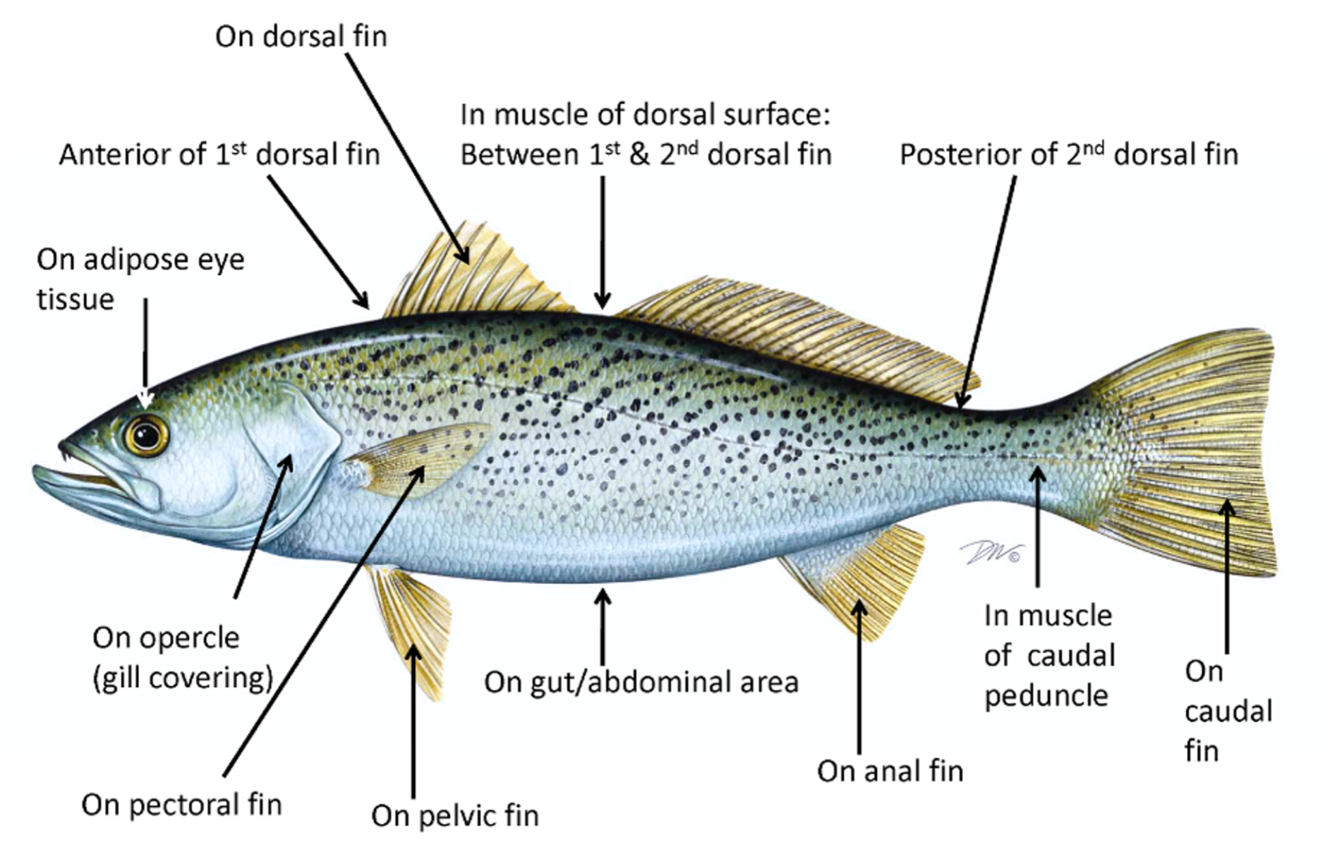 Tagging Research - Atlantic States Marine Fisheries Commission