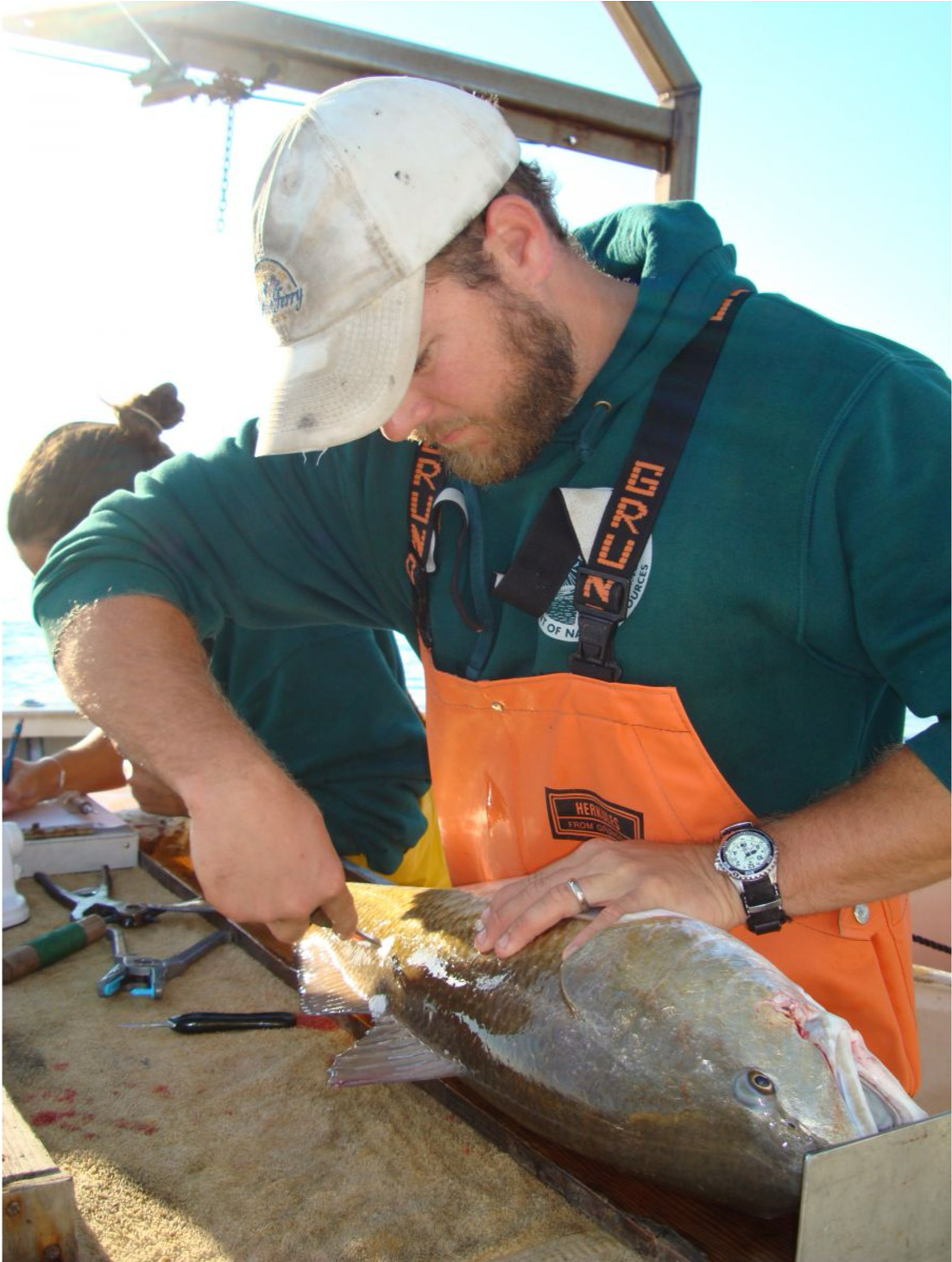 Tagging Research - Atlantic States Marine Fisheries Commission
