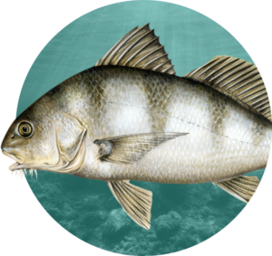 Managed Species - Atlantic States Marine Fisheries Commission