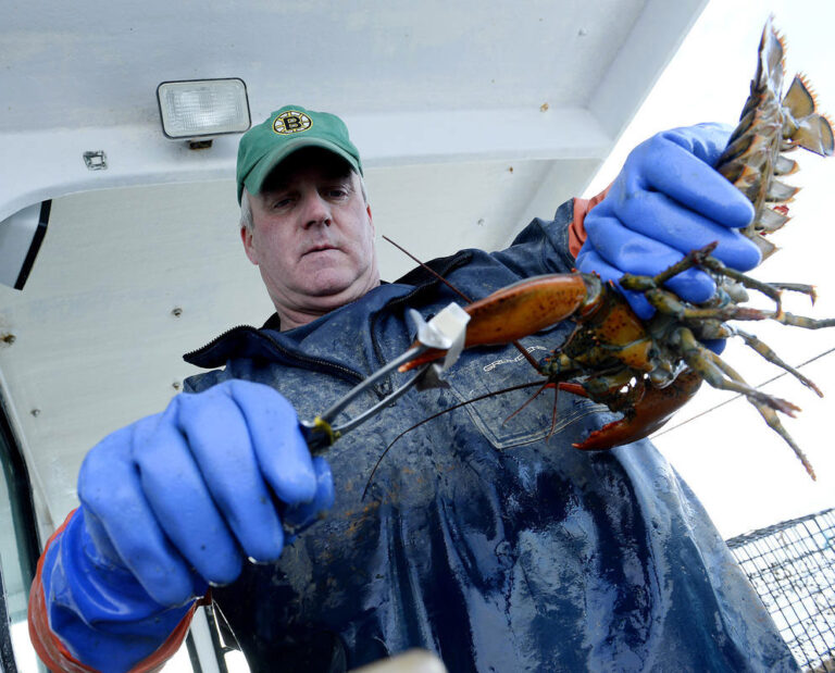 American Lobster - Atlantic States Marine Fisheries Commission