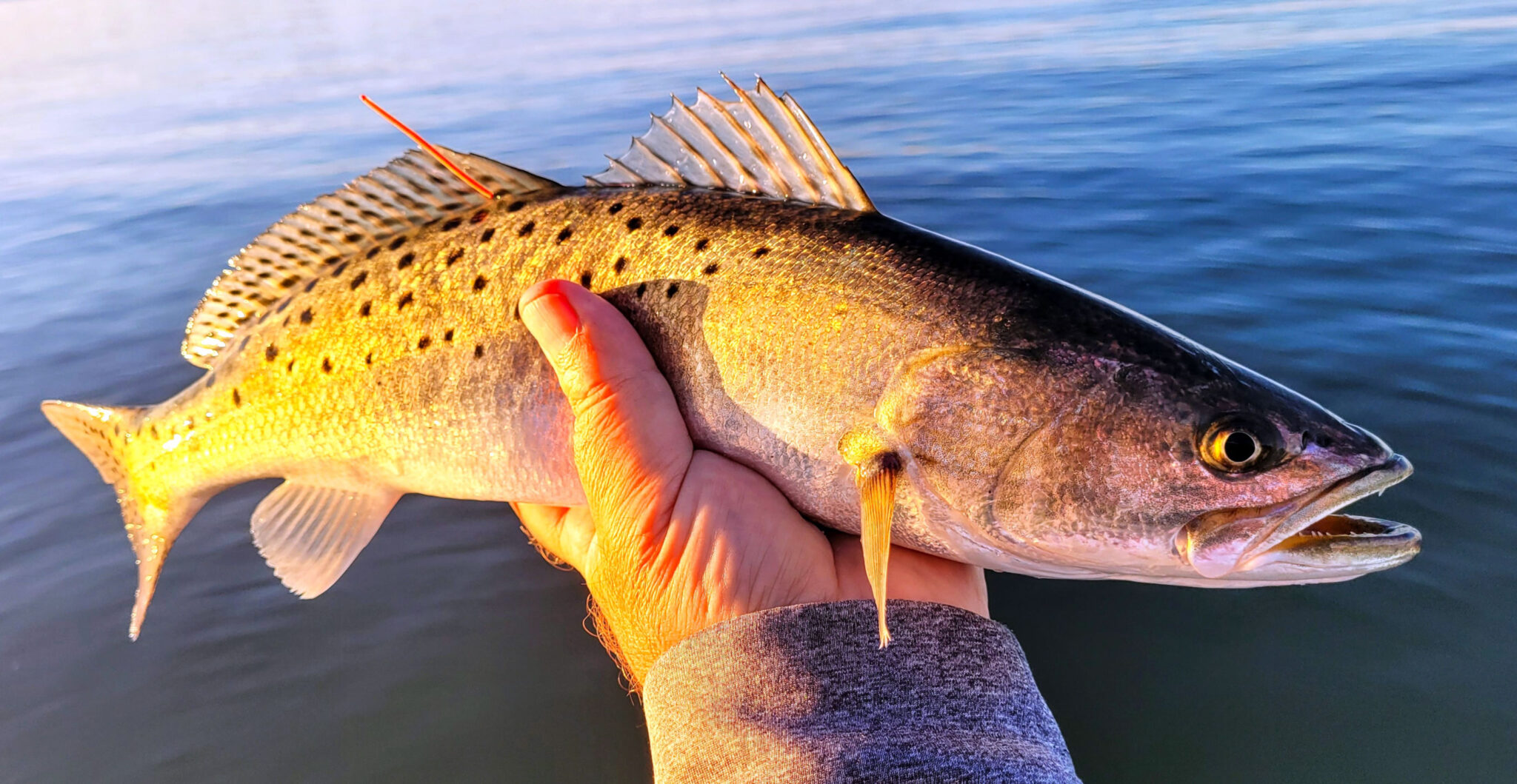 Spotted Seatrout - Atlantic States Marine Fisheries Commission