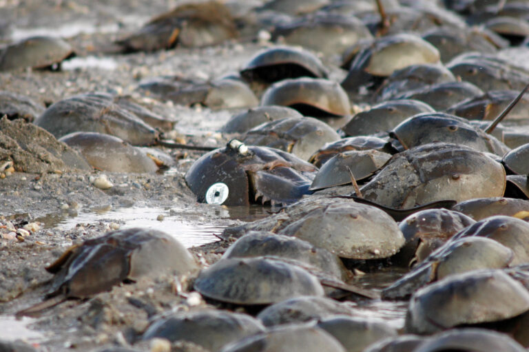 Horseshoe Crab - Atlantic States Marine Fisheries Commission