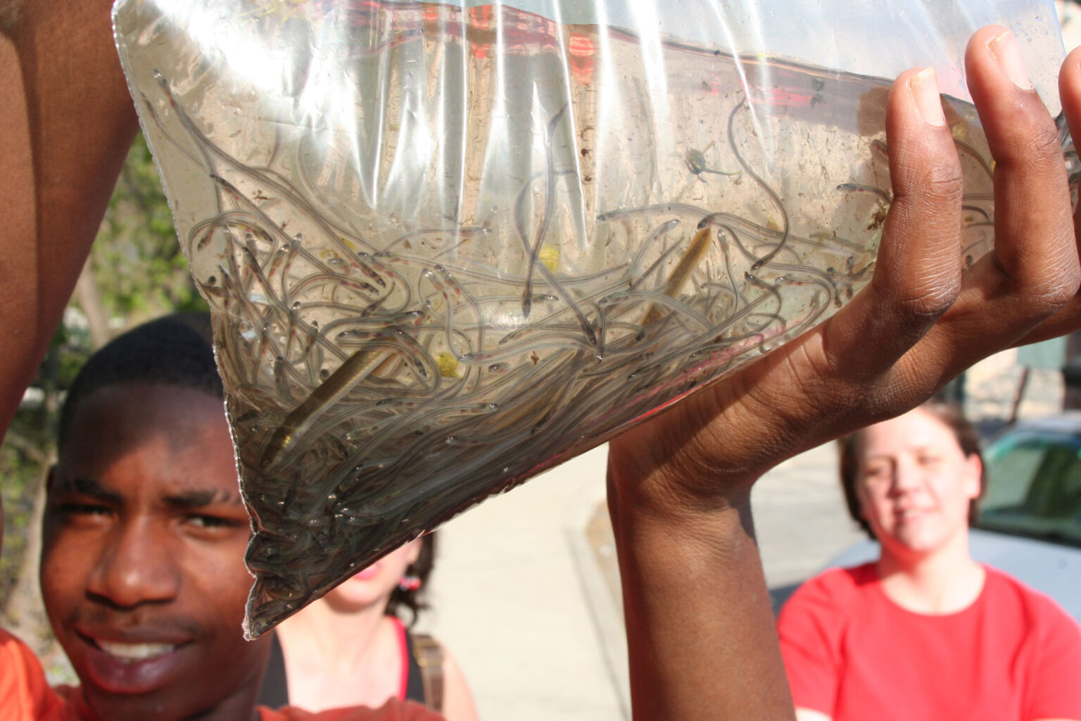 American Eel - Atlantic States Marine Fisheries Commission