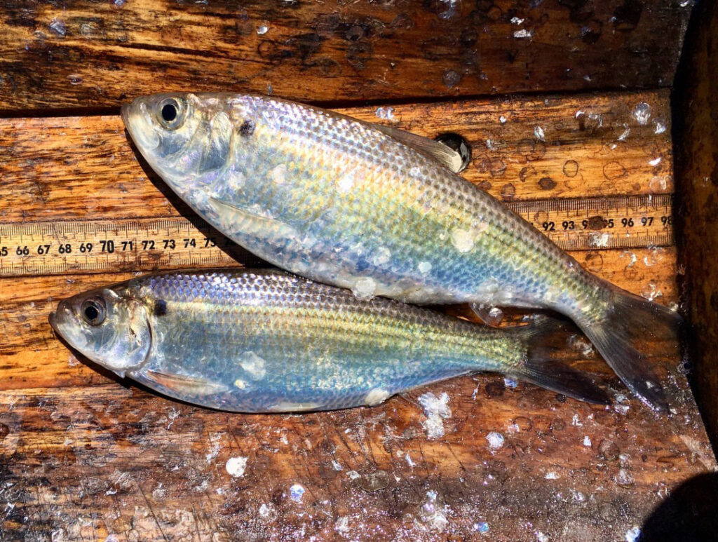 River Herring - Atlantic States Marine Fisheries Commission