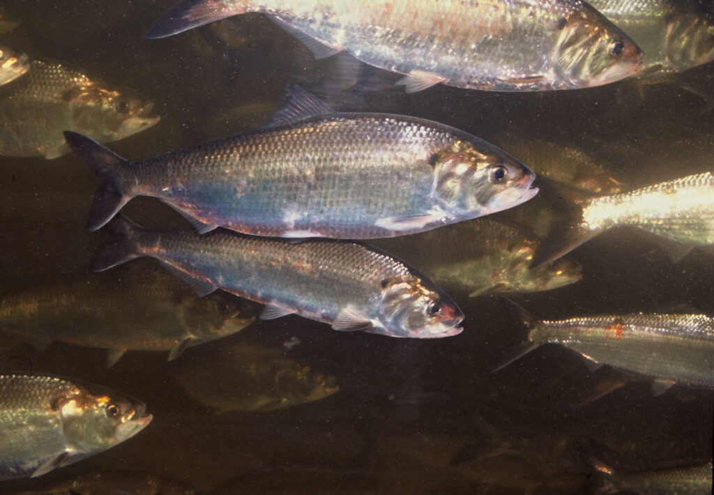 American Shad - Atlantic States Marine Fisheries Commission