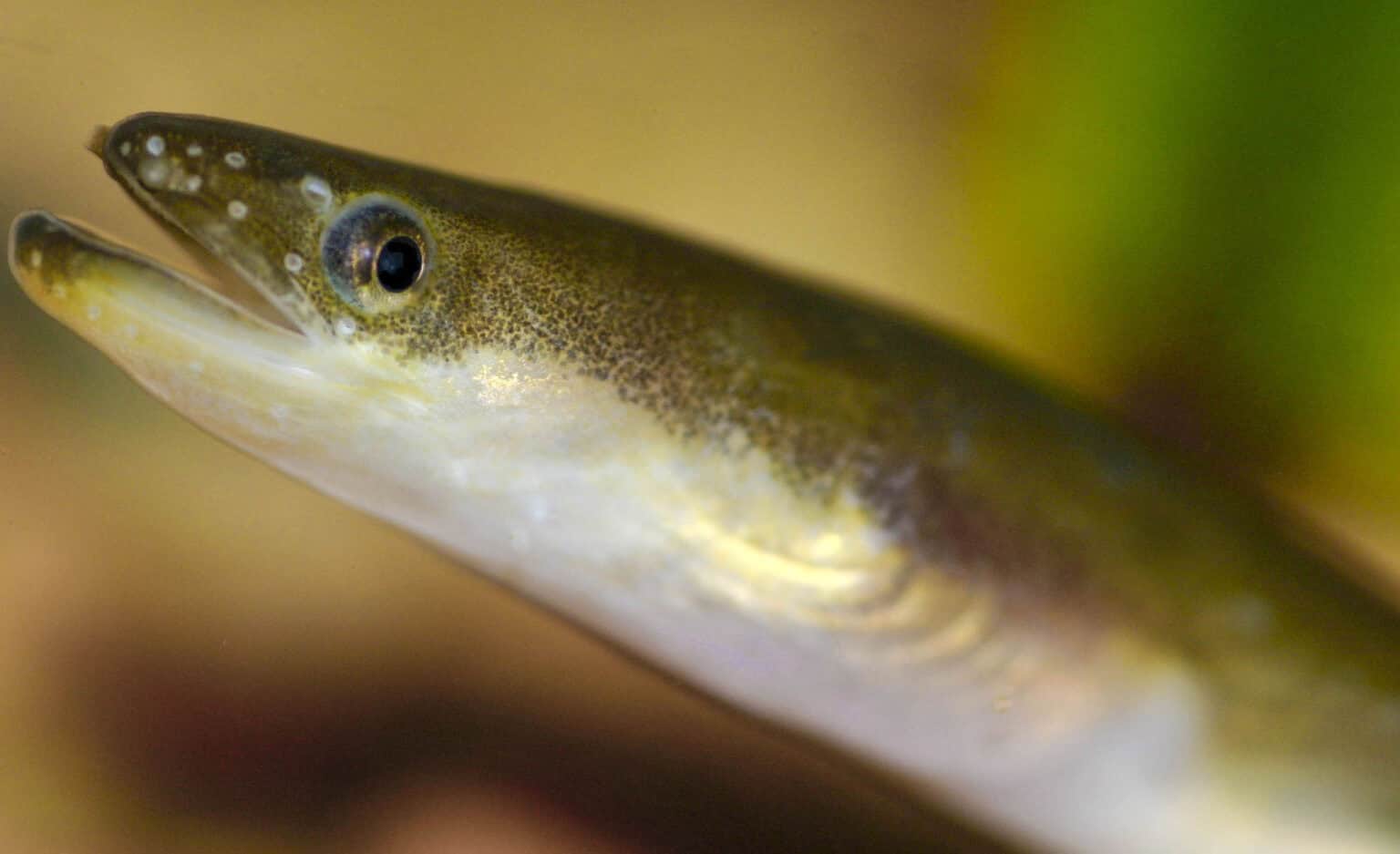 American Eel - Atlantic States Marine Fisheries Commission