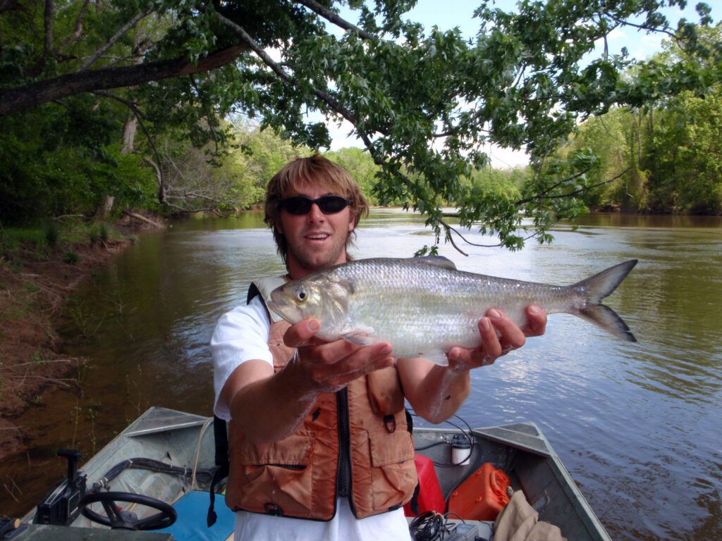 American Shad - Atlantic States Marine Fisheries Commission