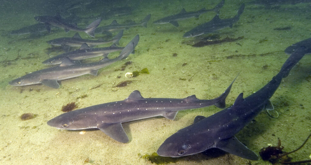 Spiny Dogfish - Atlantic States Marine Fisheries Commission