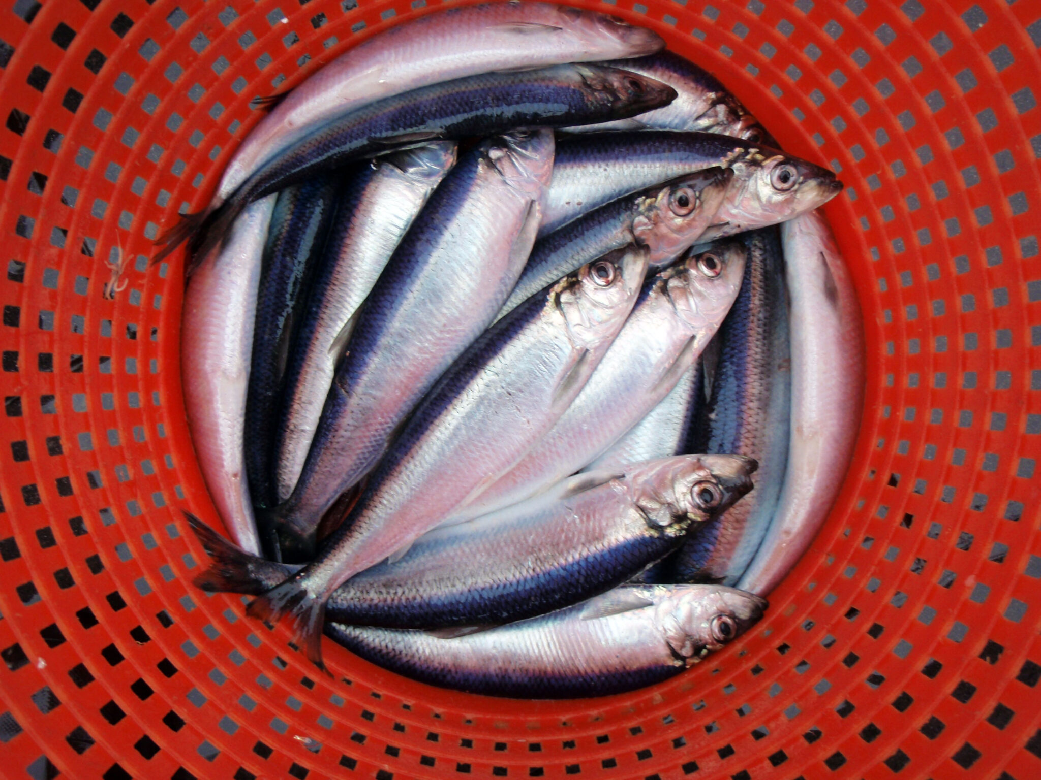 Atlantic Herring - Atlantic States Marine Fisheries Commission