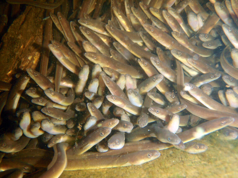 American Eel - Atlantic States Marine Fisheries Commission