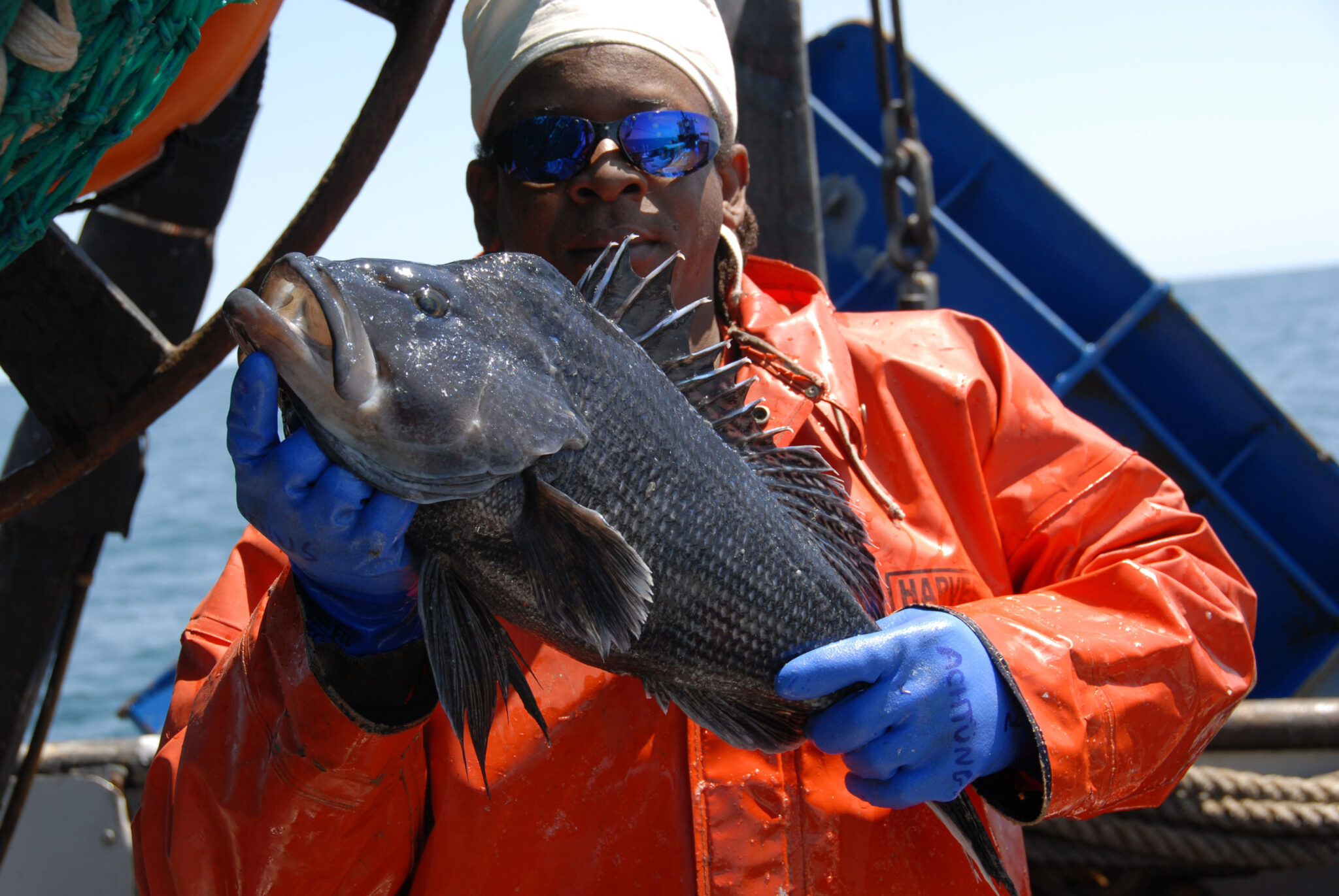 Black Sea Bass - Atlantic States Marine Fisheries Commission