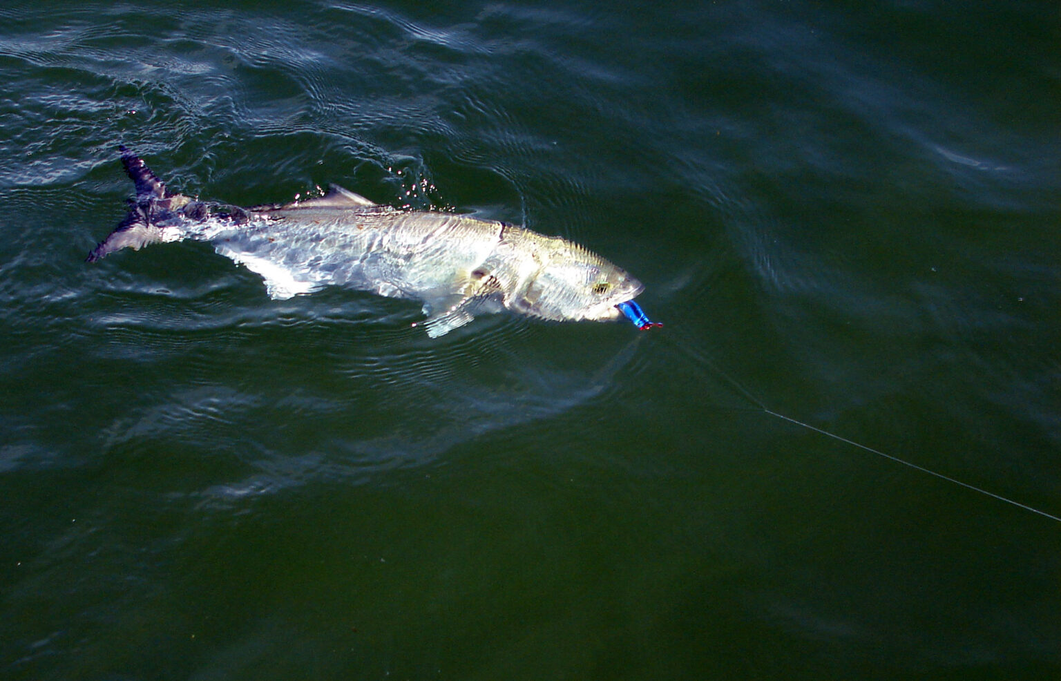 Bluefish - Atlantic States Marine Fisheries Commission