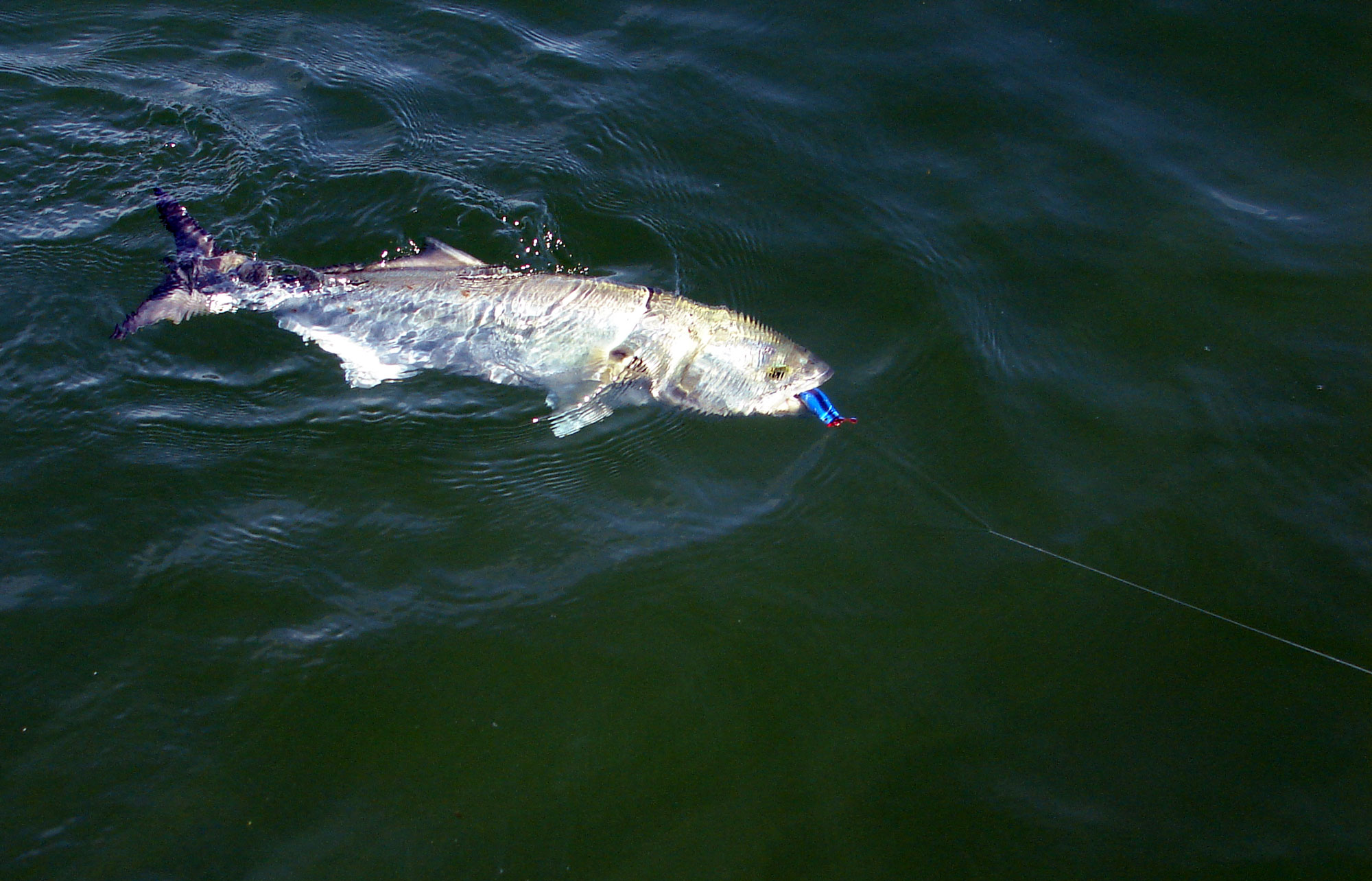 Bluefish - Atlantic States Marine Fisheries Commission