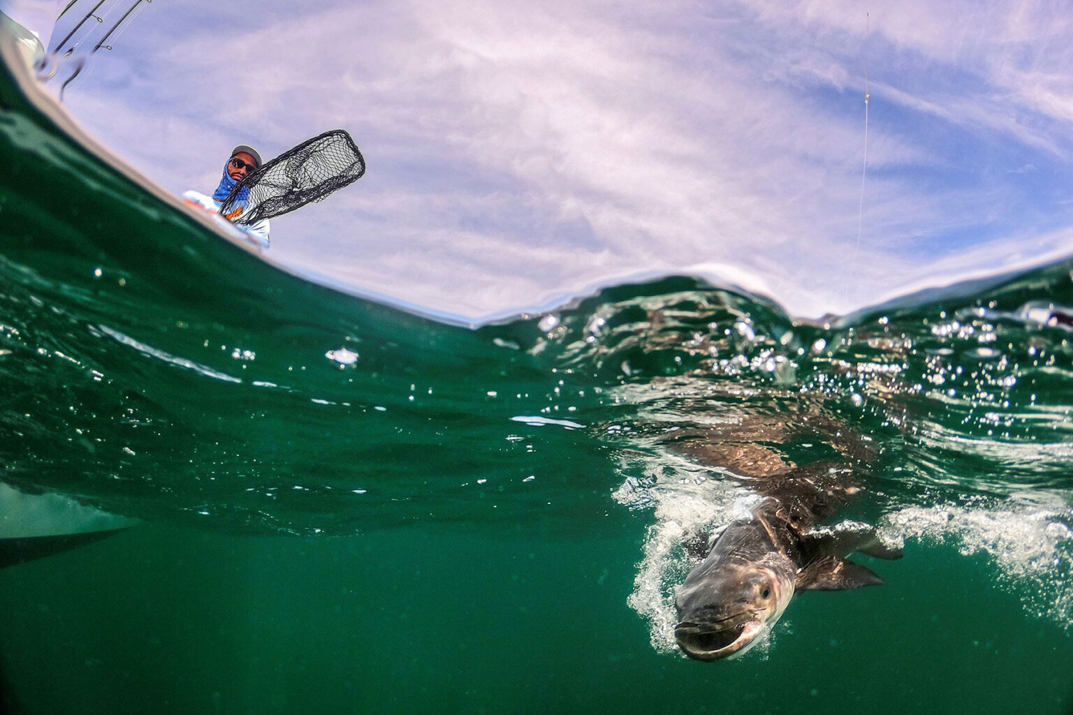 Cobia - Atlantic States Marine Fisheries Commission