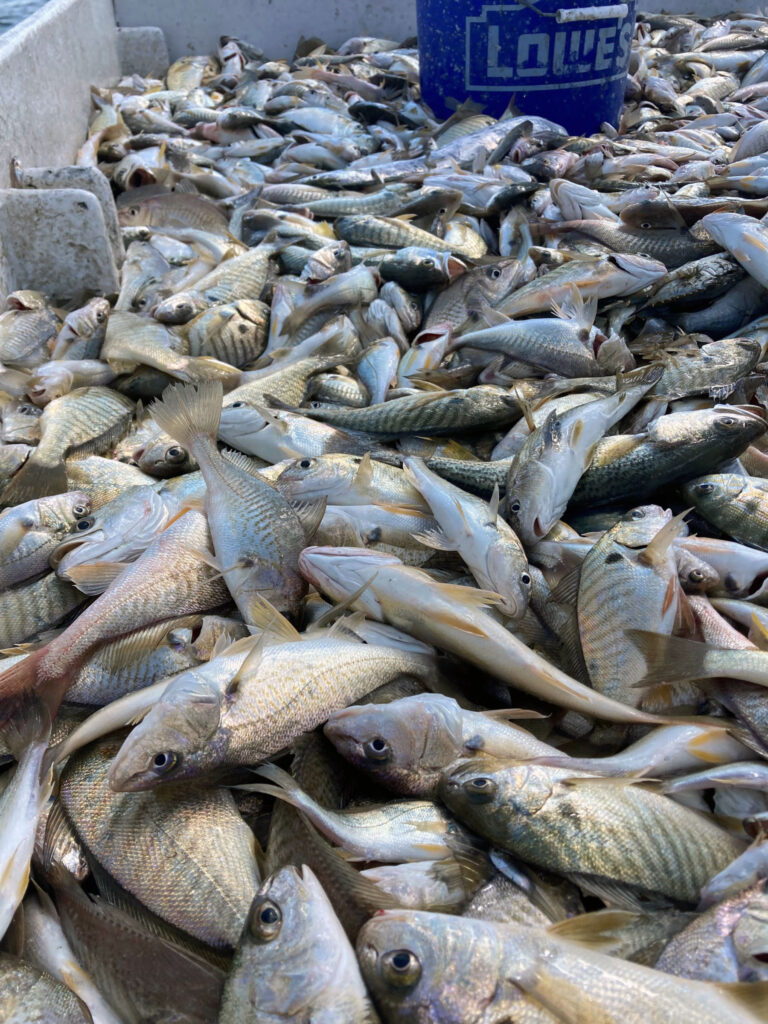 Spot - Atlantic States Marine Fisheries Commission