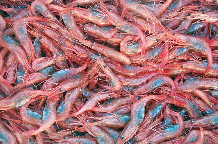 Northern Shrimp - Atlantic States Marine Fisheries Commission