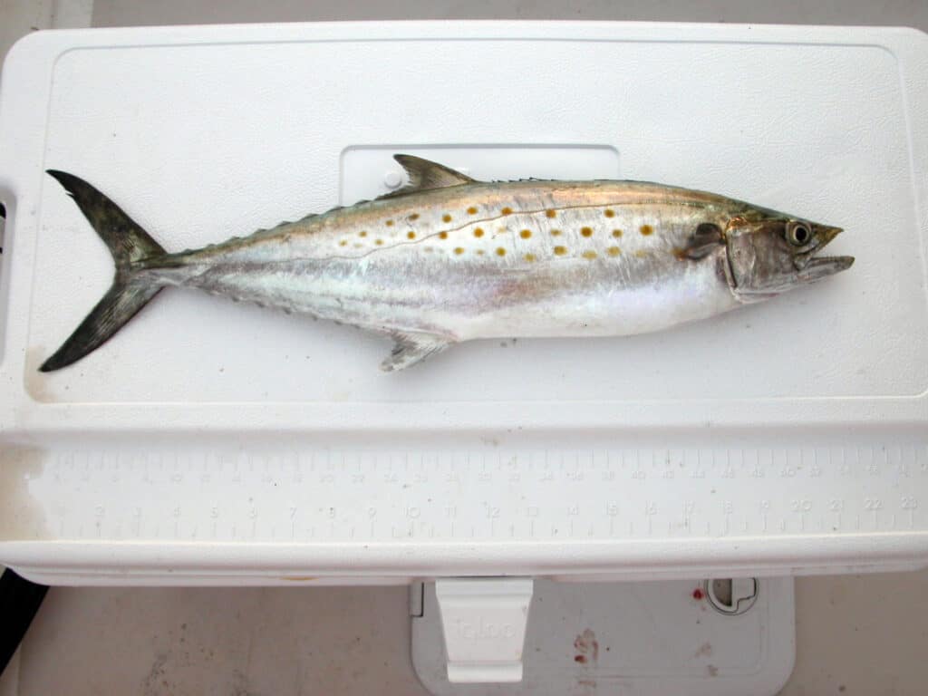 Spanish Mackerel - Atlantic States Marine Fisheries Commission