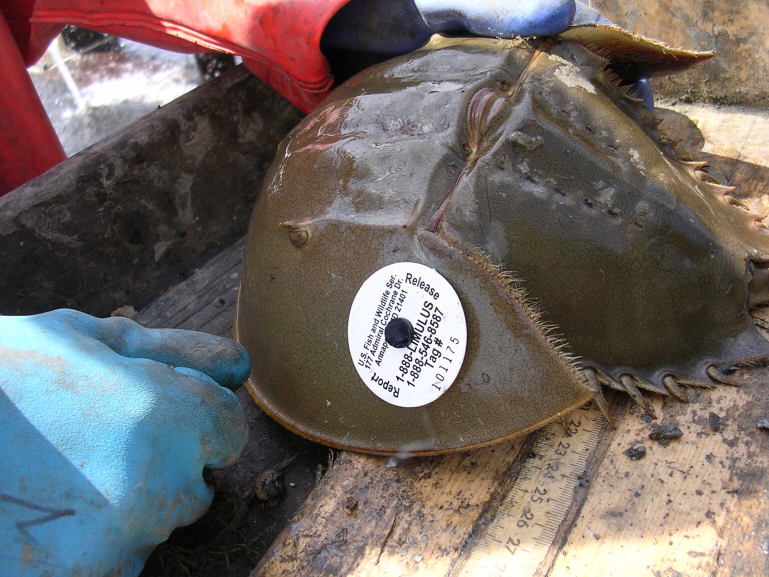 Horseshoe Crab - Atlantic States Marine Fisheries Commission