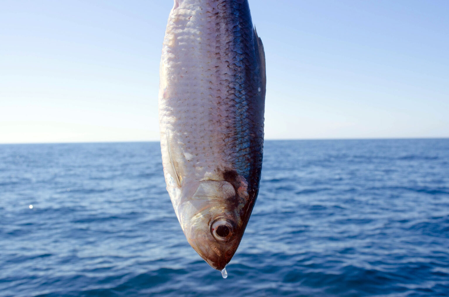 River Herring - Atlantic States Marine Fisheries Commission