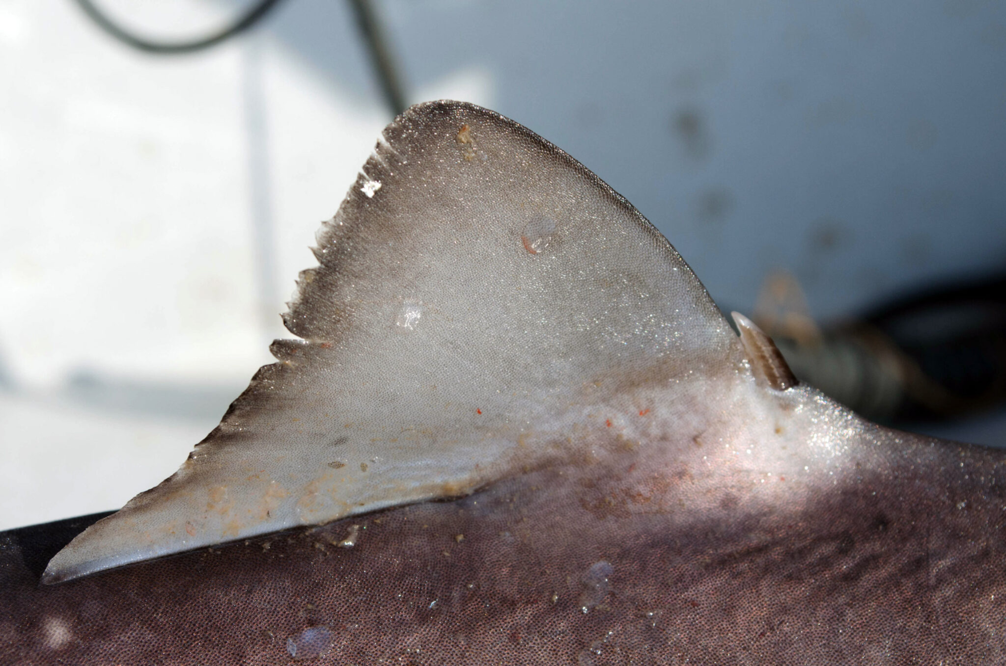 Spiny Dogfish - Atlantic States Marine Fisheries Commission