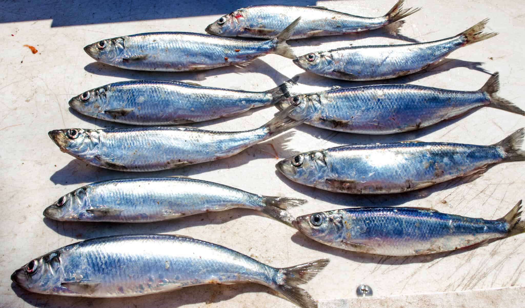Atlantic Herring - Atlantic States Marine Fisheries Commission