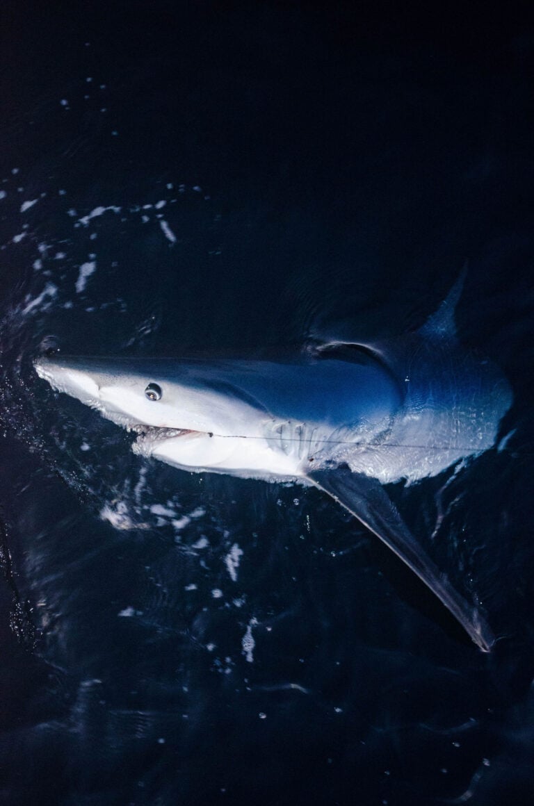 Coastal Sharks - Atlantic States Marine Fisheries Commission