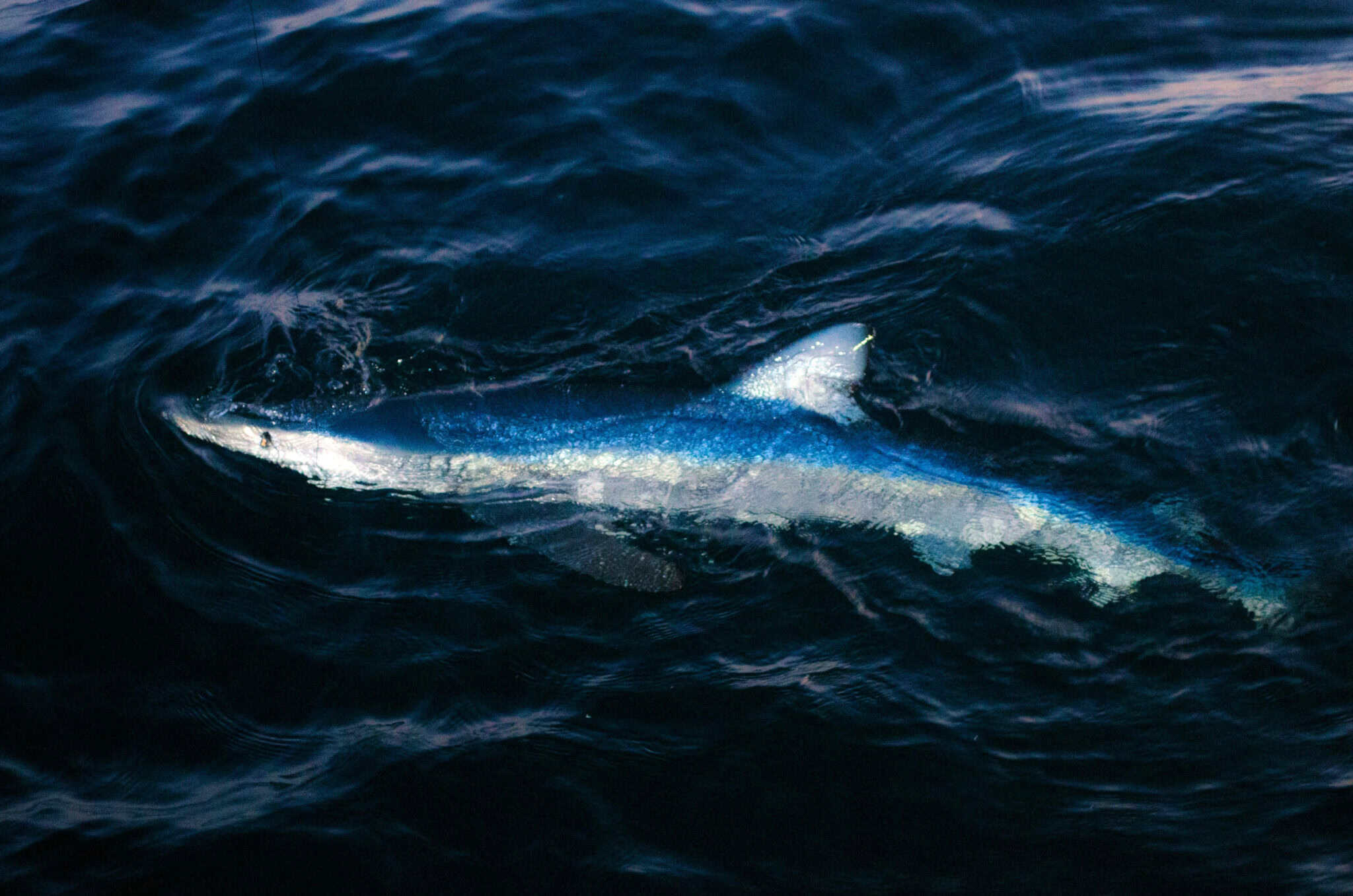 Coastal Sharks - Atlantic States Marine Fisheries Commission