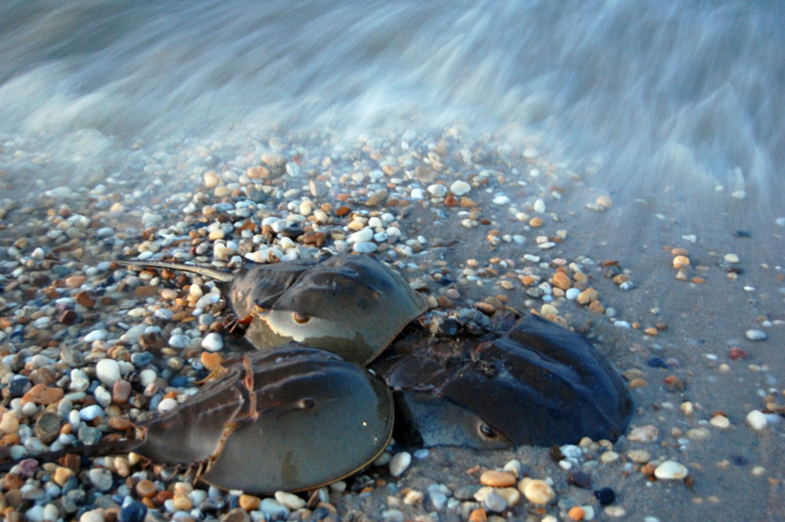 Horseshoe Crab - Atlantic States Marine Fisheries Commission
