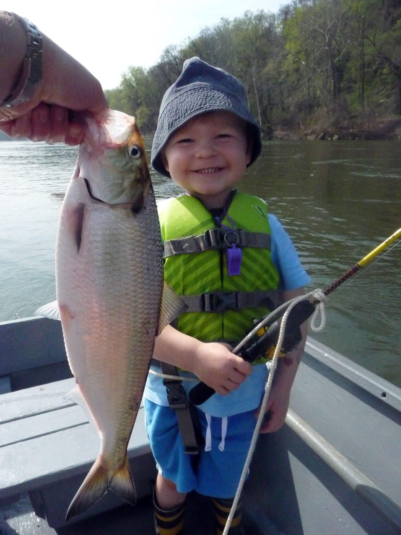 American Shad - Atlantic States Marine Fisheries Commission