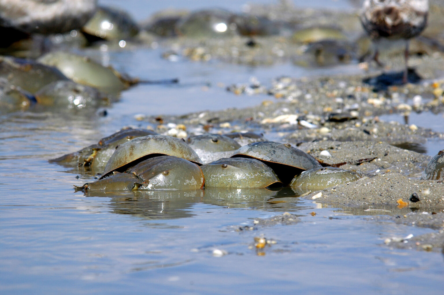 Horseshoe Crab - Atlantic States Marine Fisheries Commission