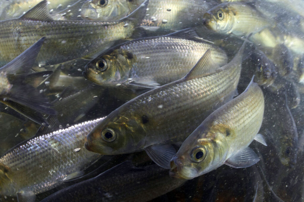 River Herring - Atlantic States Marine Fisheries Commission