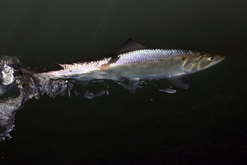 American Shad - Atlantic States Marine Fisheries Commission