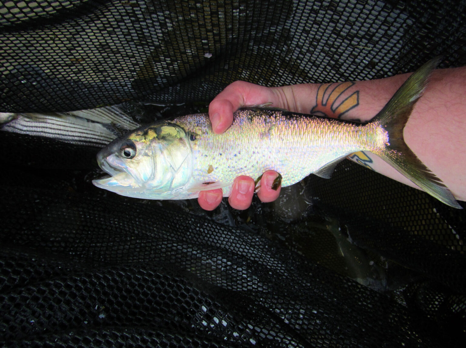 Atlantic Menhaden - Atlantic States Marine Fisheries Commission