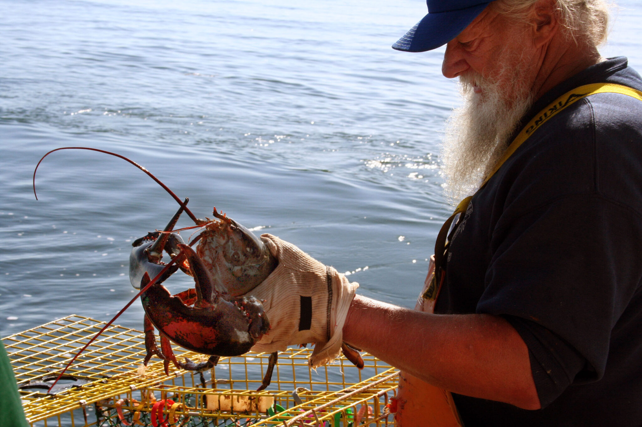 American Lobster - Atlantic States Marine Fisheries Commission
