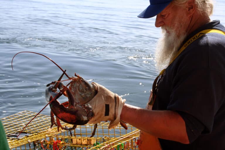 American Lobster - Atlantic States Marine Fisheries Commission