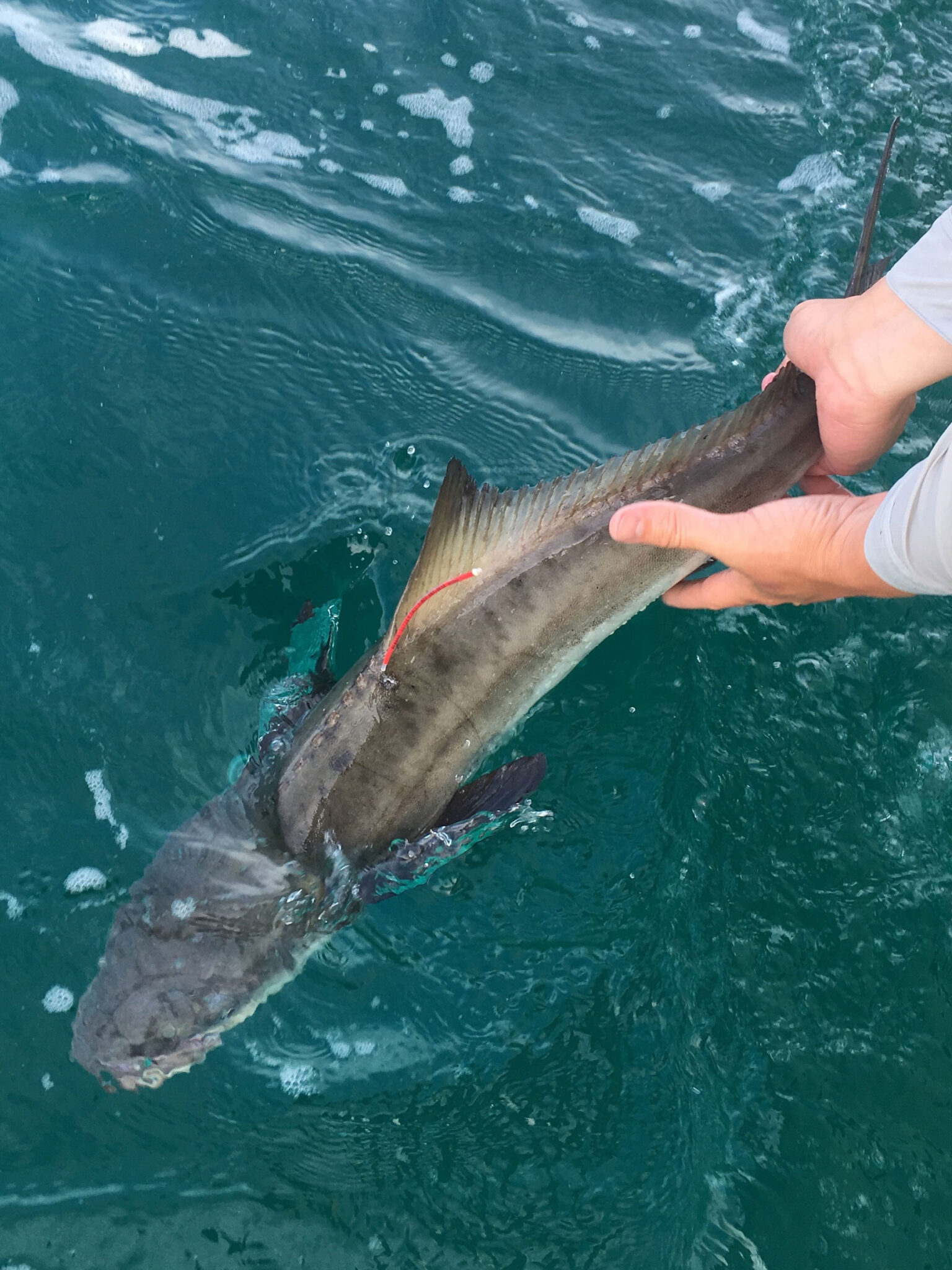 Cobia - Atlantic States Marine Fisheries Commission