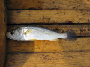 Weakfish - Atlantic States Marine Fisheries Commission