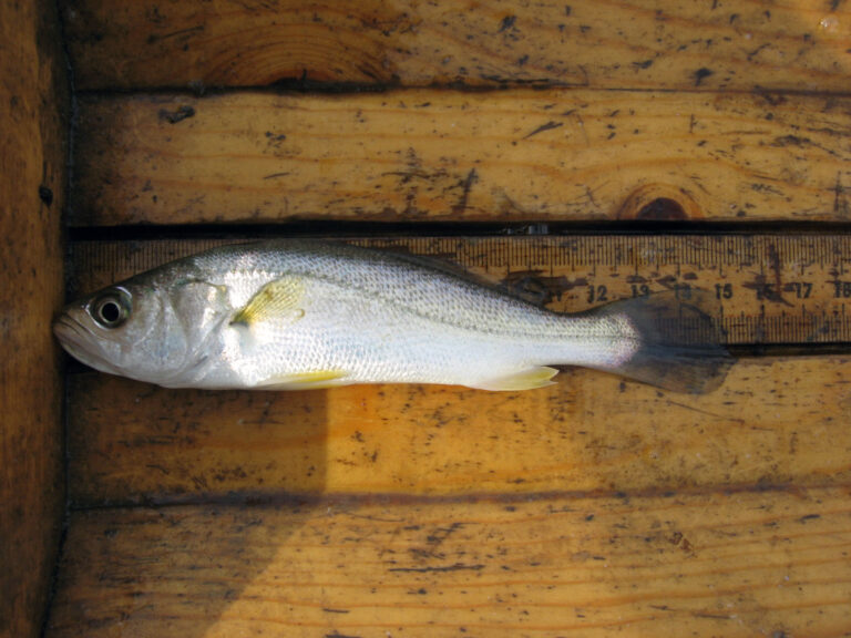 Weakfish - Atlantic States Marine Fisheries Commission