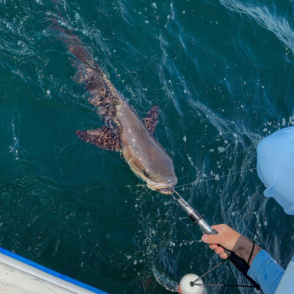 Cobia - Atlantic States Marine Fisheries Commission