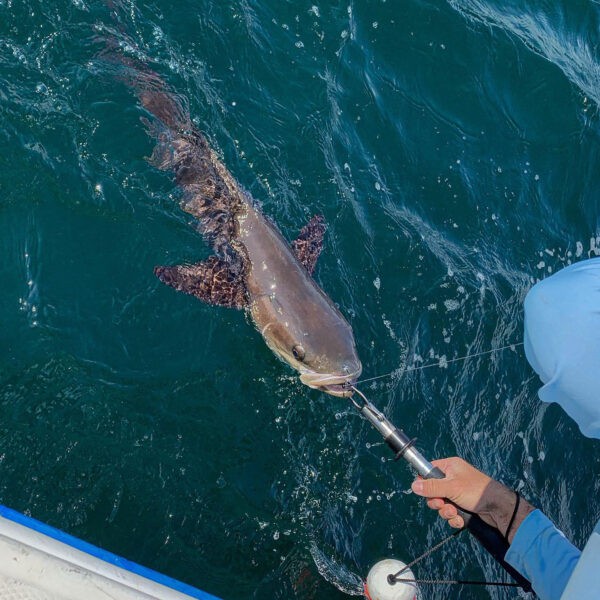 Cobia - Atlantic States Marine Fisheries Commission