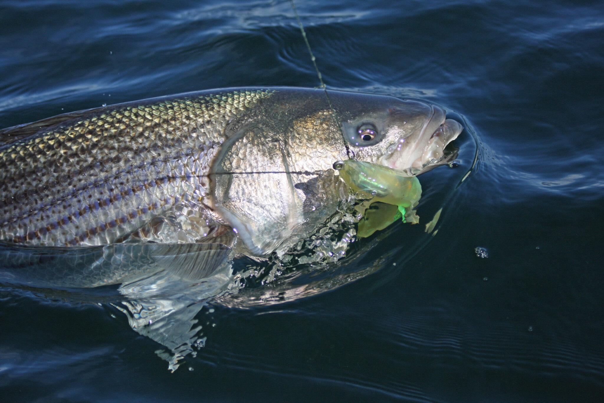 Atlantic Striped Bass - Atlantic States Marine Fisheries Commission