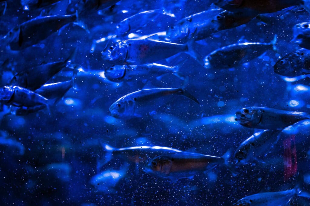 Atlantic Menhaden - Atlantic States Marine Fisheries Commission