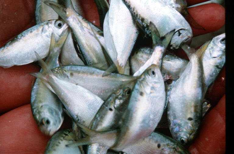 Atlantic Menhaden - Atlantic States Marine Fisheries Commission
